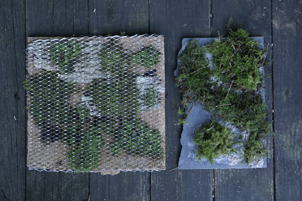 Moss Walls, Biophilic Design - Sustaining Tree