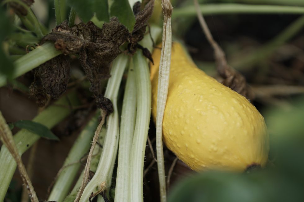 Gardening: Sasquatch Squash - Sustaining Tree