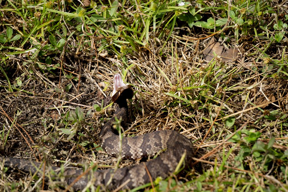 Alabama's Gulf State Park Interpretive Center - Living Building ...