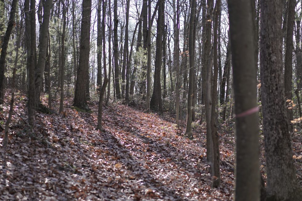 Welcome, to the Land of the Laurels. Part One. - Sustaining Tree